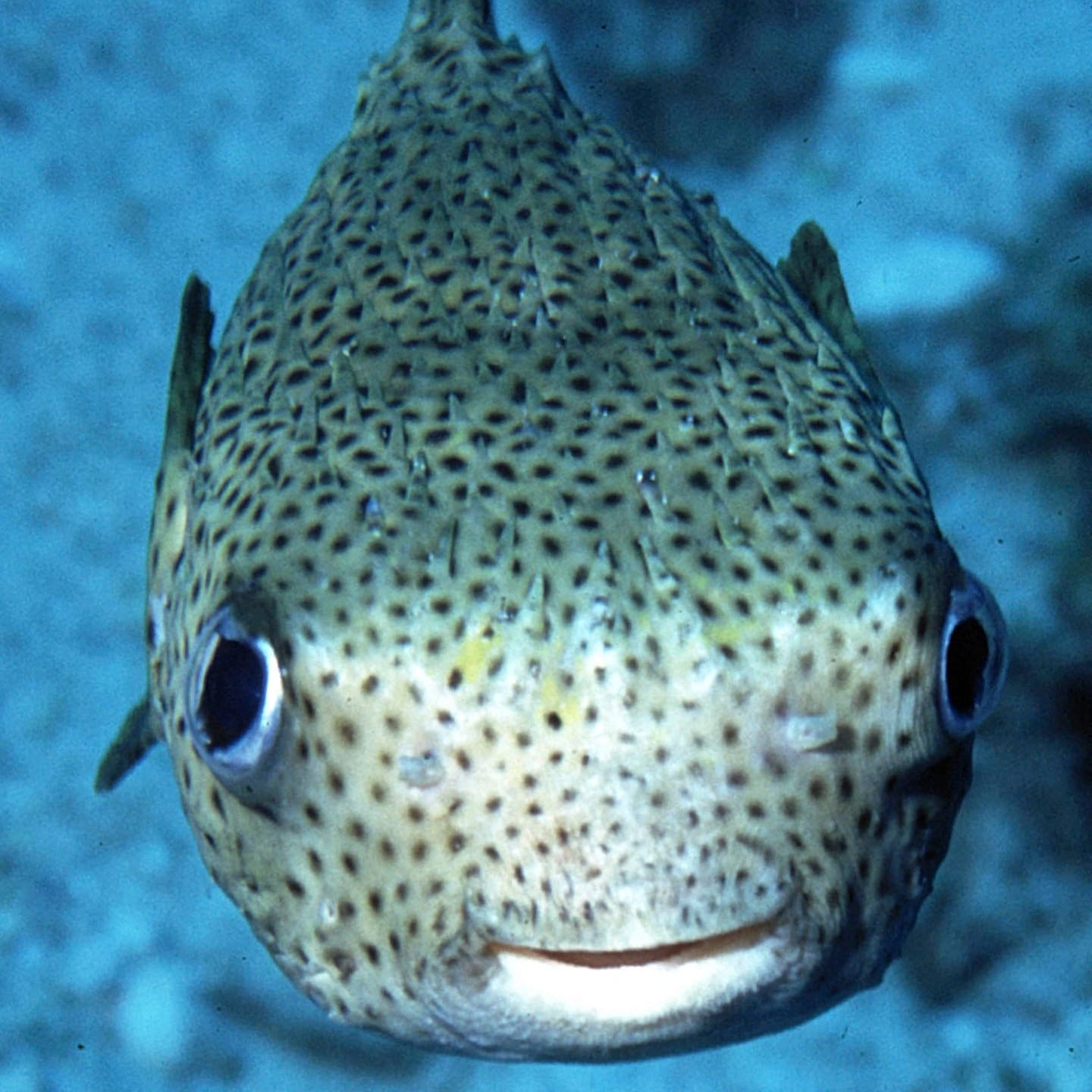 Die Tierdocs: Fisch mit Internetsucht Die Tierdocs: Fisch mit Internetsucht